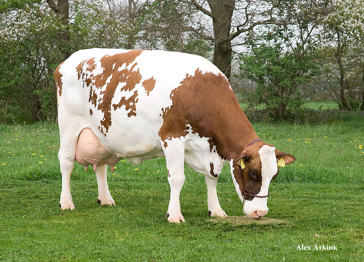 Echt Achterhoek: het MRIJ rund - Smaakacademie Achterhoek