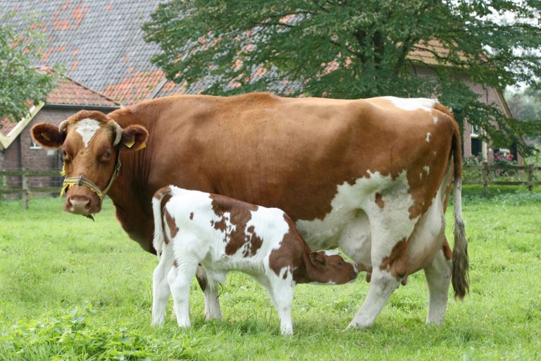 Wat wil de koe? - Smaakacademie Achterhoek