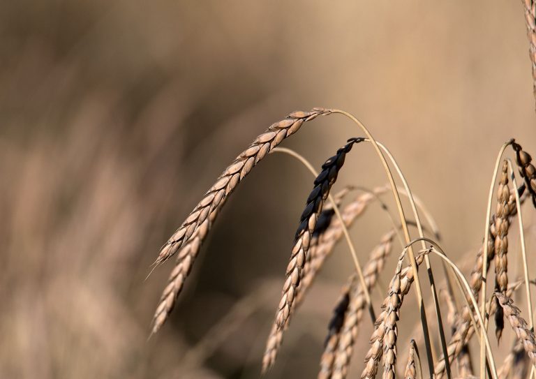 De belangrijkste graansoorten op een rij - Smaakacademie Achterhoek