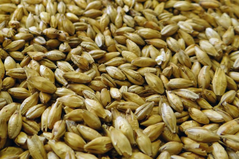 De belangrijkste graansoorten op een rij - Smaakacademie Achterhoek